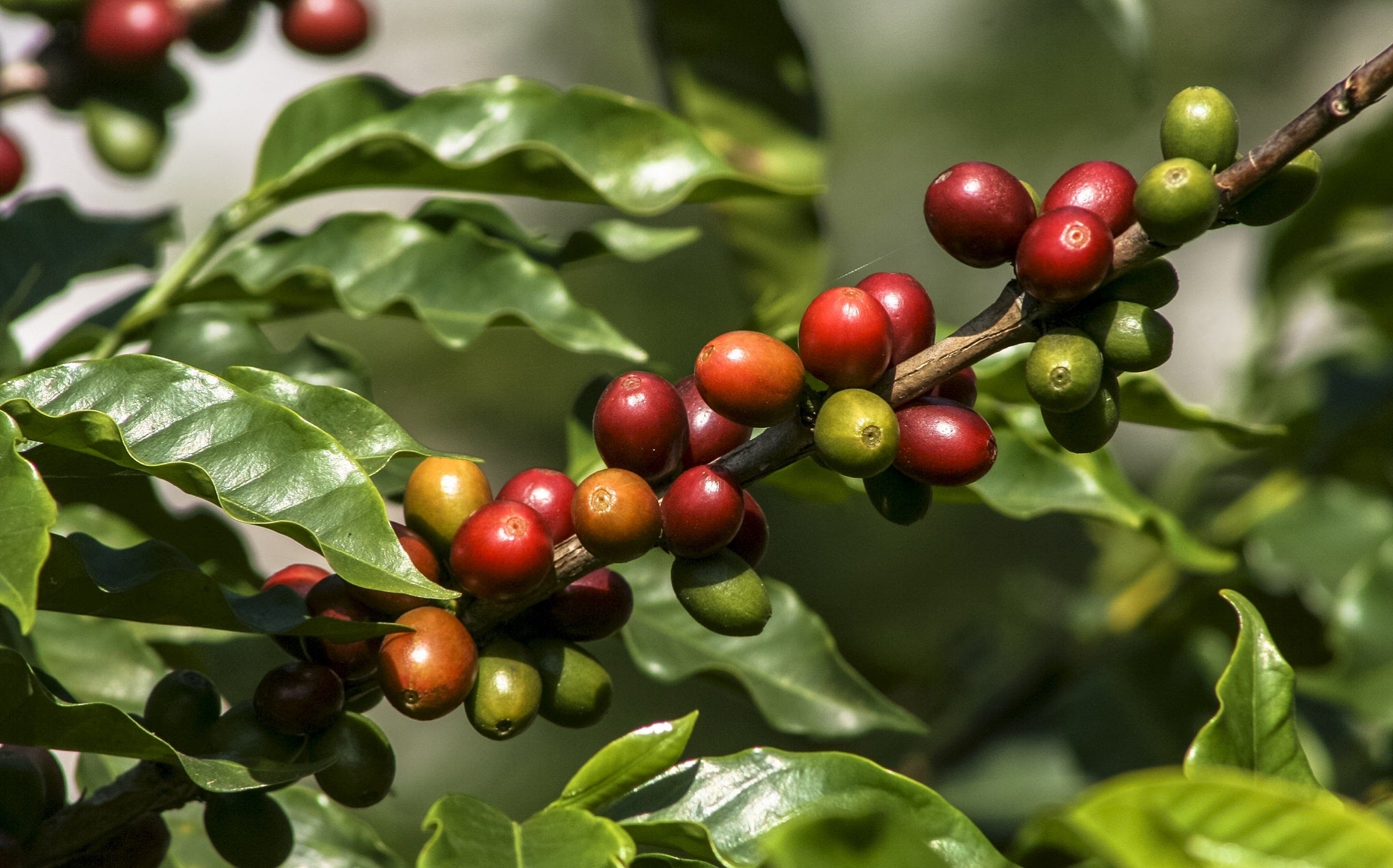 La pianta del Caffè - Cellini Caffè